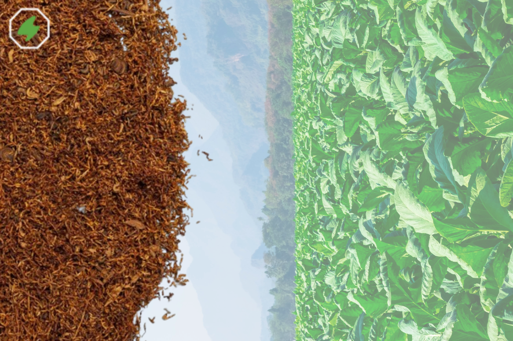 From Plants to Products: The Journey of Pure Nicotine Powder – The SuperNic